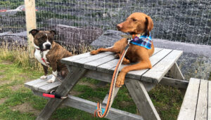 Vizsla Puppy Growth Chart: Know Your Vizsla's Growth - Vizsla Care